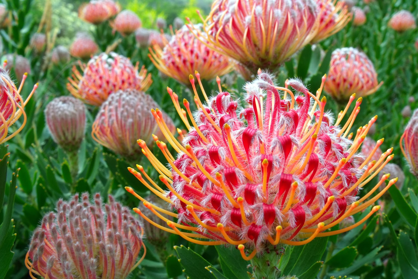 Flowers: Leucospermum