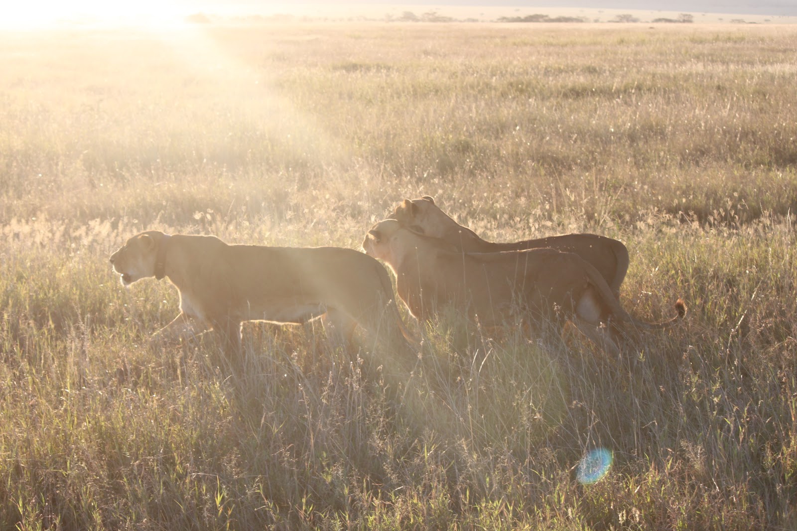 Experience India: Day of the Serengeti Predators