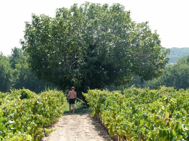 Barren Fig Tree