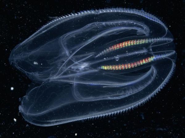 PrionicProtein: Ctenóforos