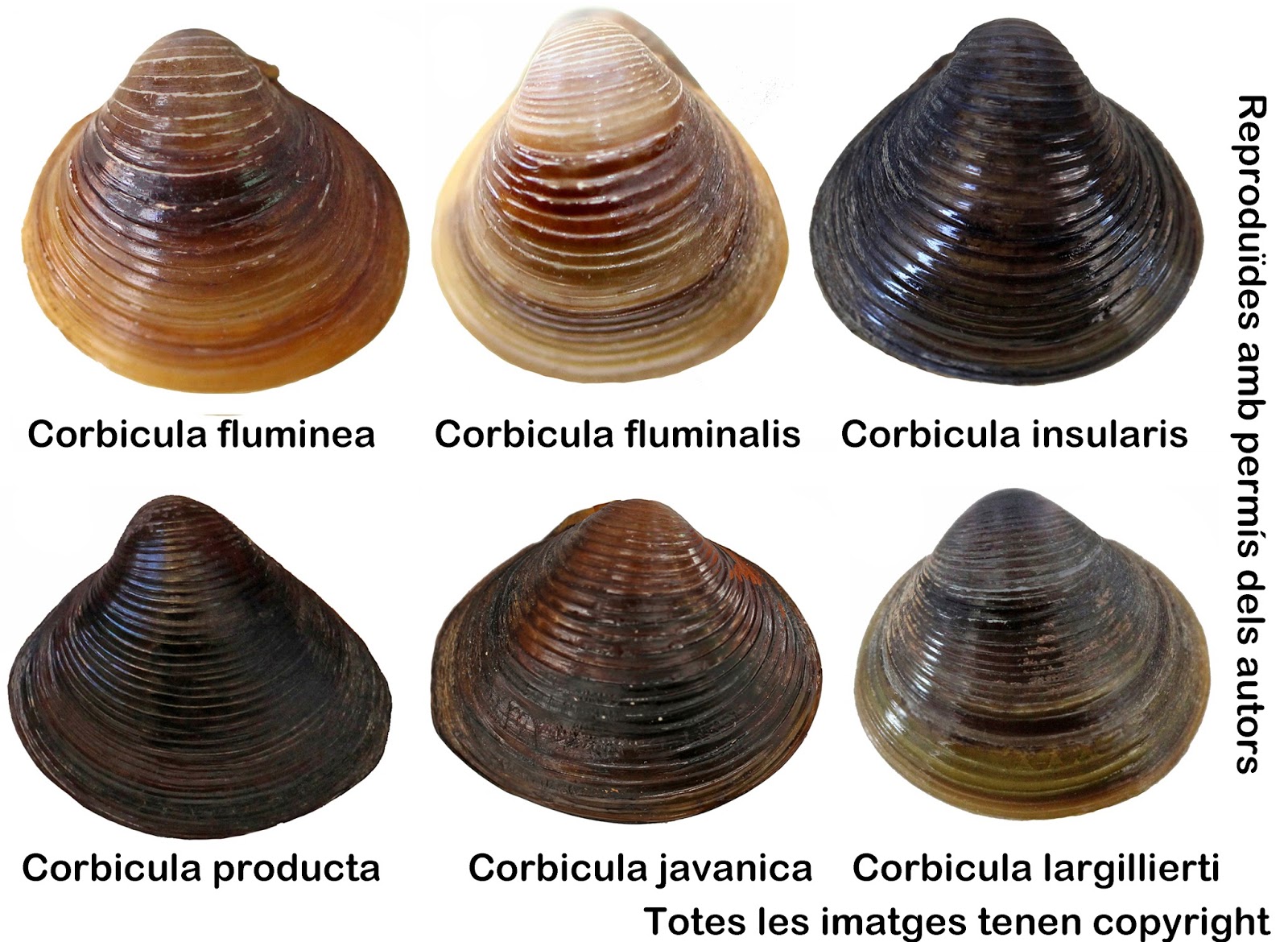 Ebreibosc: Les Corbícules dominen i s'imposen a l'Ebre