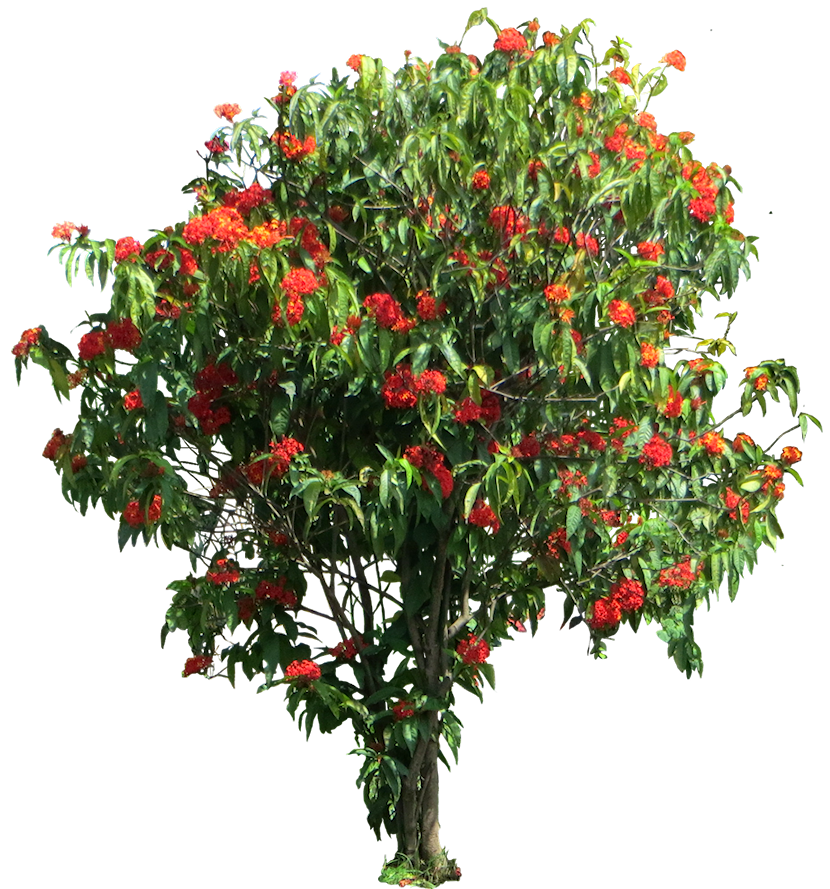 Tropical Plant Pictures: Ixora sp.