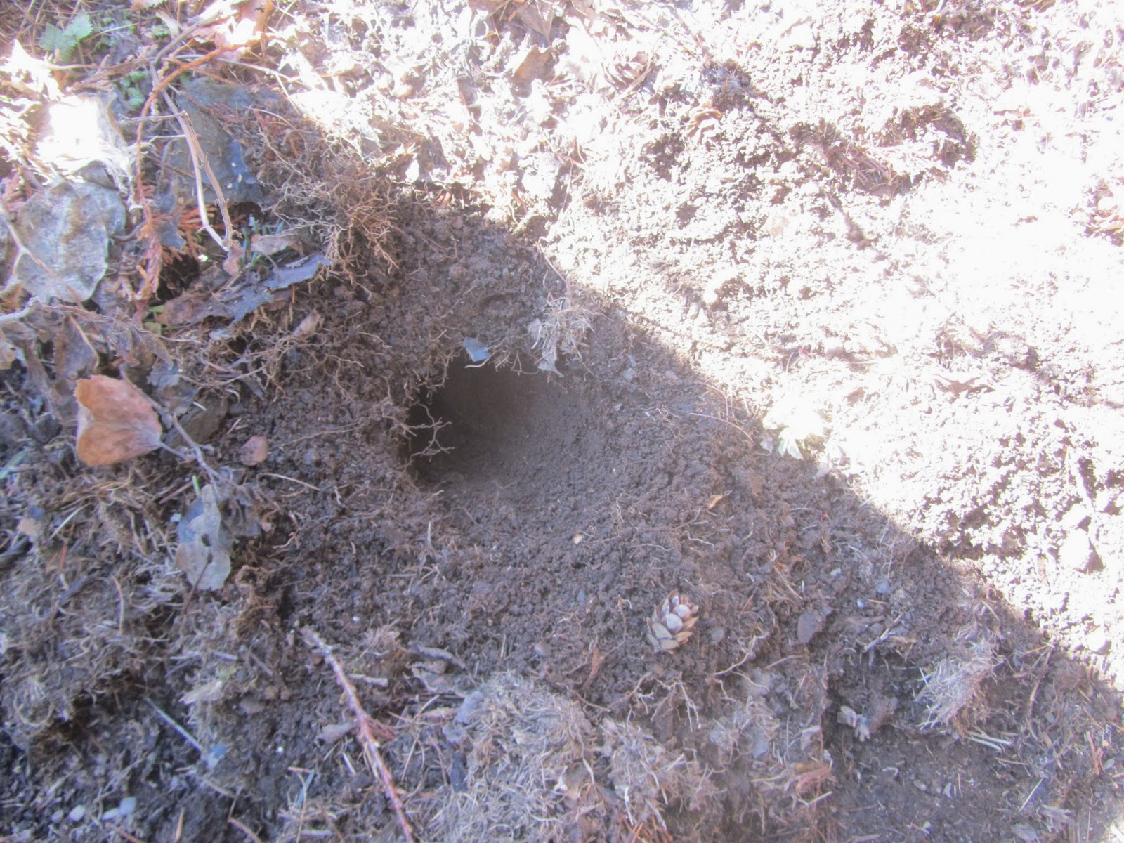 Jen & the Bean stalk: Yard work & Gopher woes... already!