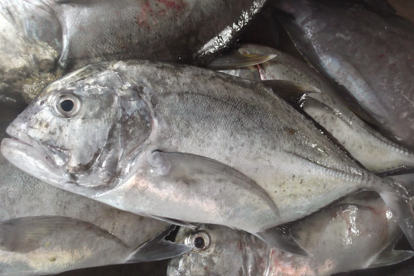 NEGOMBO SEAFOODS: ATANAGULU PARAWA