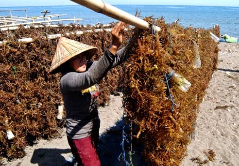 Rumput Laut Indonesia: Diskusi Rumput Laut di Grup FB Peduli Nunukan