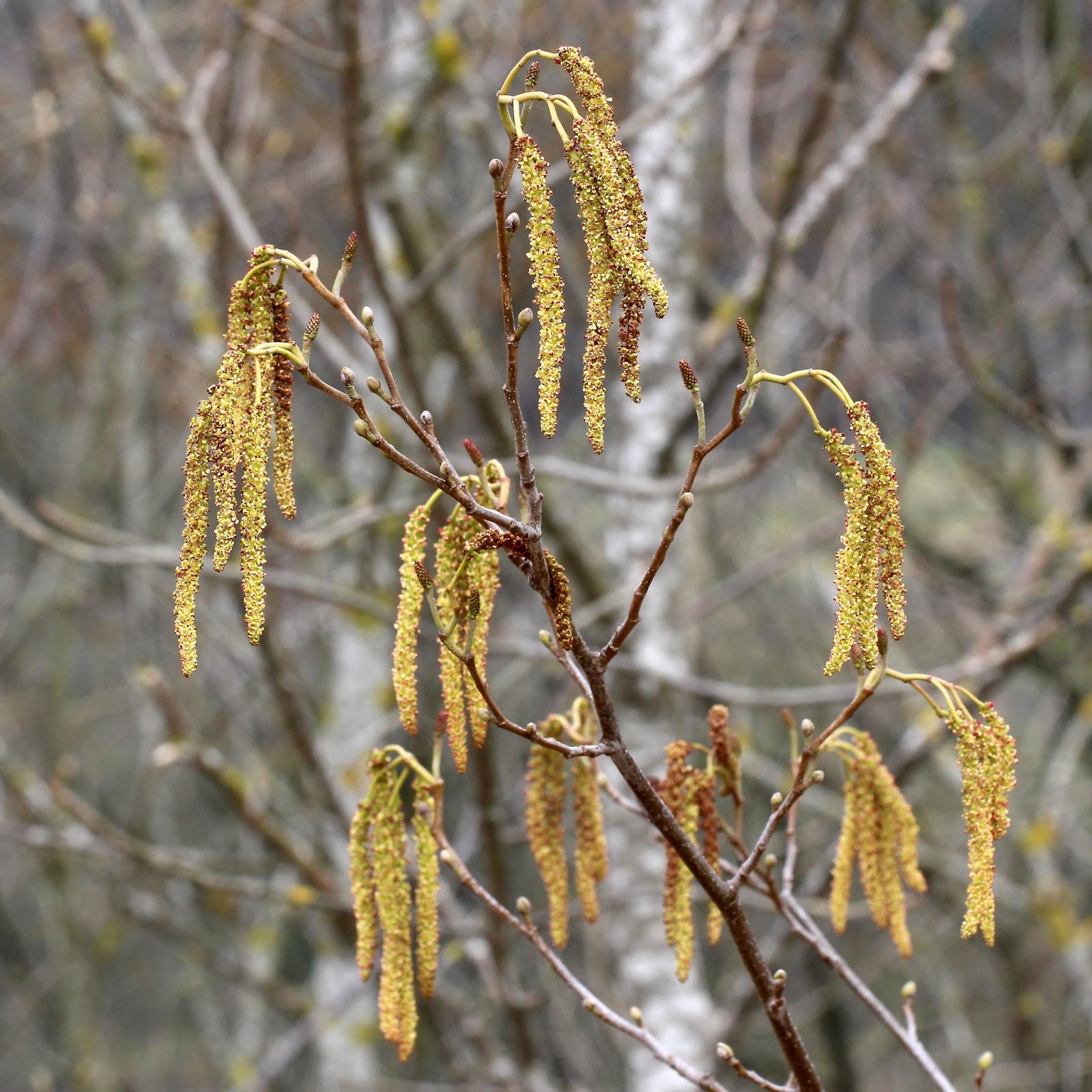 TrogTrogBlog: Alder flowers