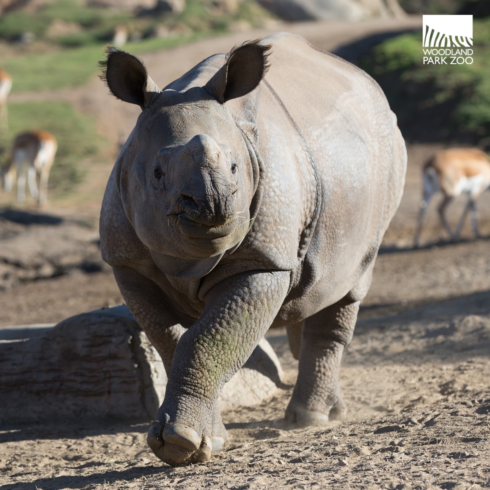 First rhino arrives safely at the zoo—welcome Taj! Assam Rhino Reserve ...