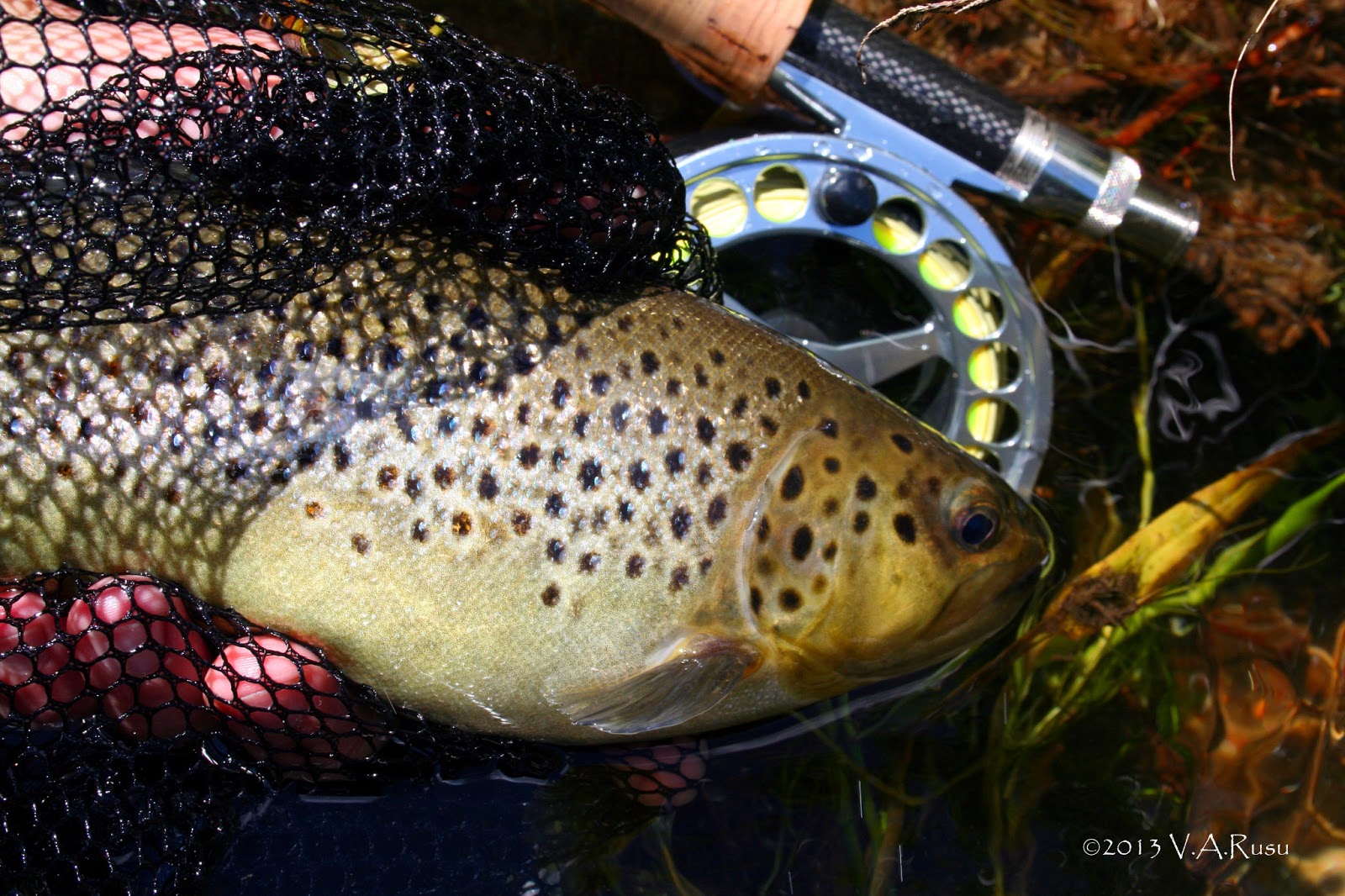 Vladys Fly Fishing Lair: Killer Dry Fly - Modified Jingler (Part I)