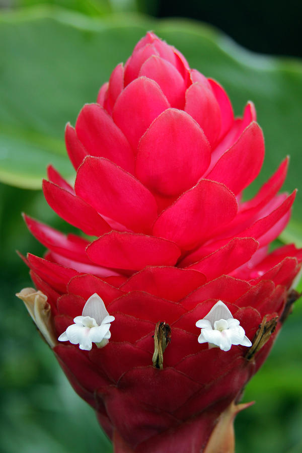 Tapestry Weavings : Art of Red Ginger