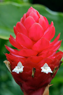 Tapestry Weavings : Art of Red Ginger