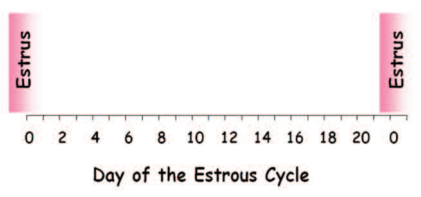 The Oestrus/Estrus Cycle - Vet in Training