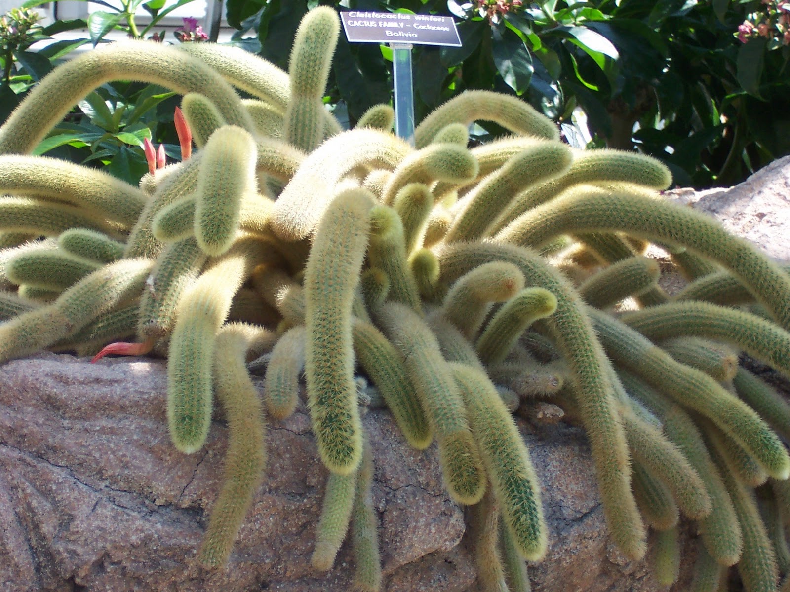 Via My Viewfinder: Creepy Cactus