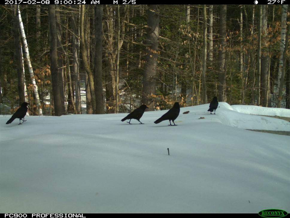 Squam Lakes Natural Science Center Blog: Stories to Tell – Nature’s ...