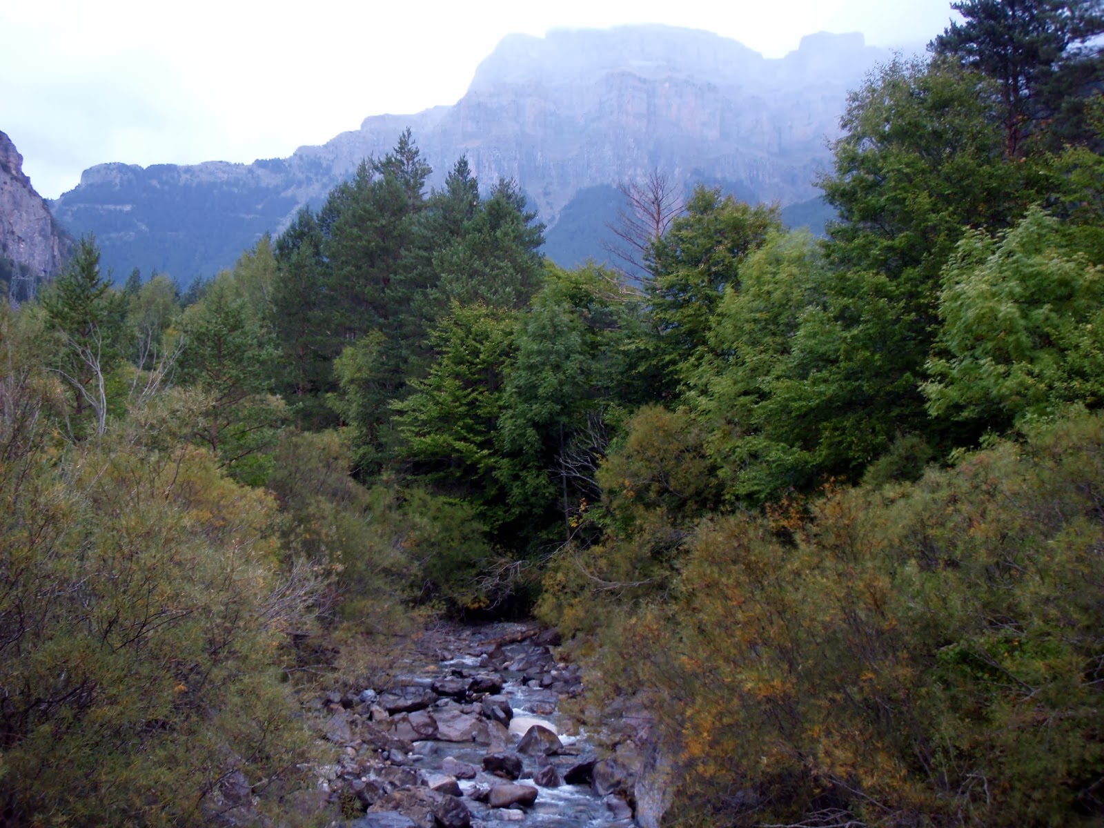 Los bosques riparios