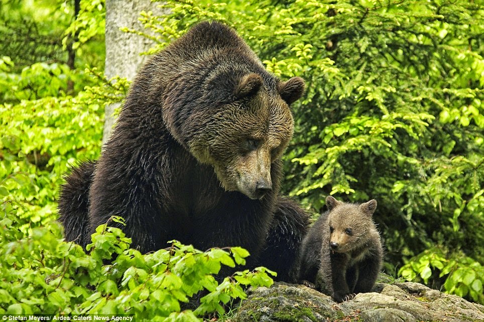 Tierno oso bebé abraza a su madre y le da un beso - Seamos Mas Animales ...
