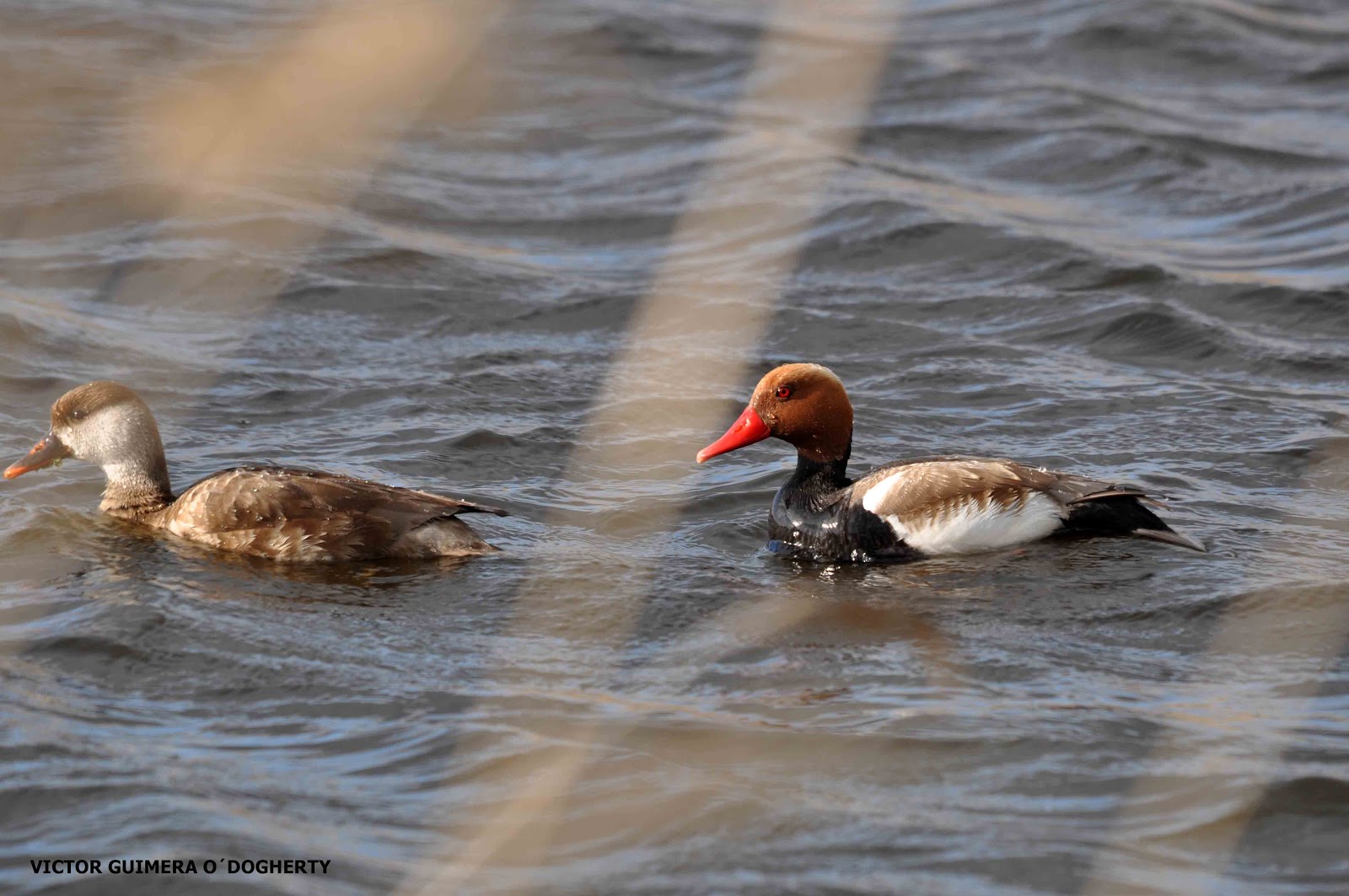 Mis imágenes de aves: FOTOS DEL PATO COLORADO