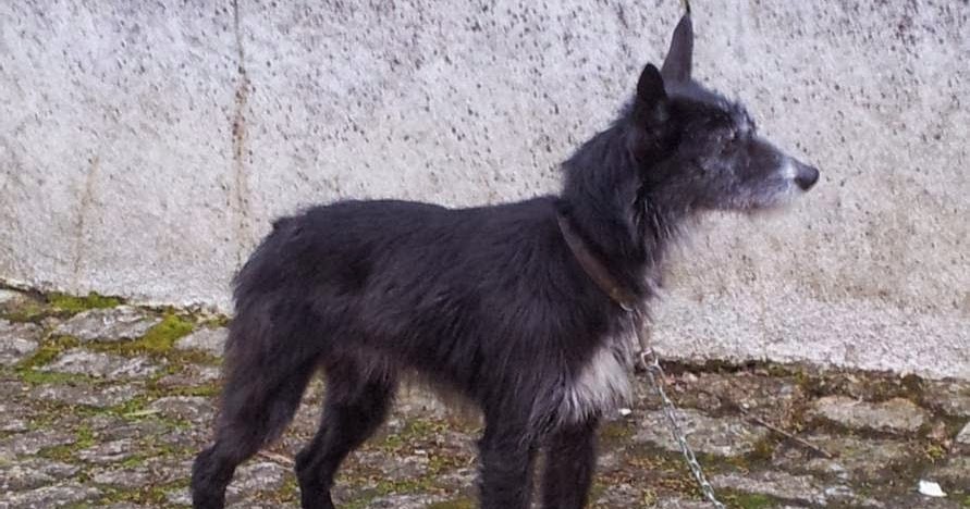 ACENDURA BRAVA: PODENGO: PREFERENCIALMENTE PRETO!