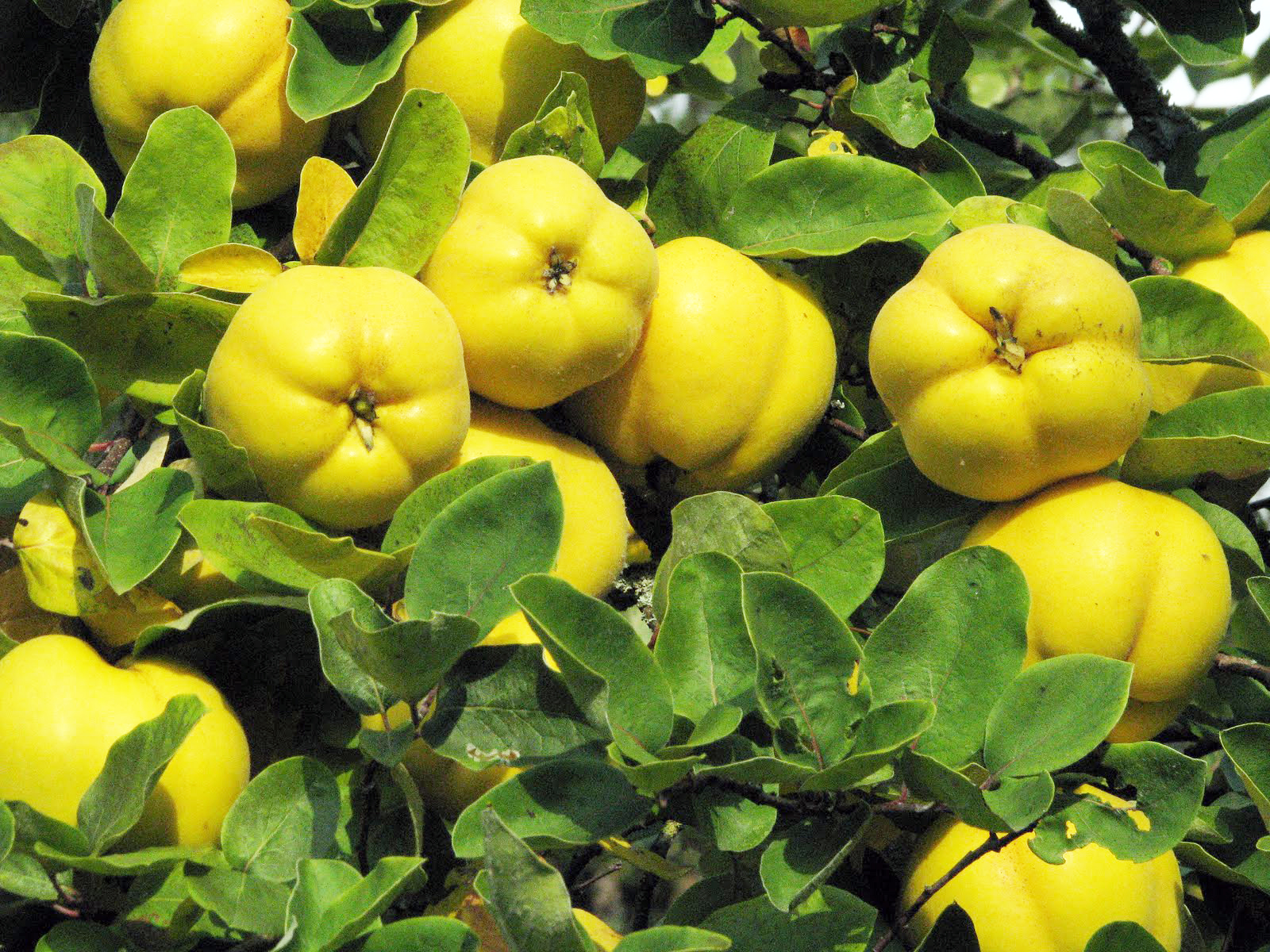 Marmelo (Cydonia oblonga)