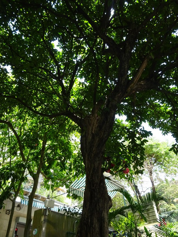 DIVAGAR SOBRE TUDO UM POUCO - Poemas, Flores, Pinturas, Férias: Jambo Rosa