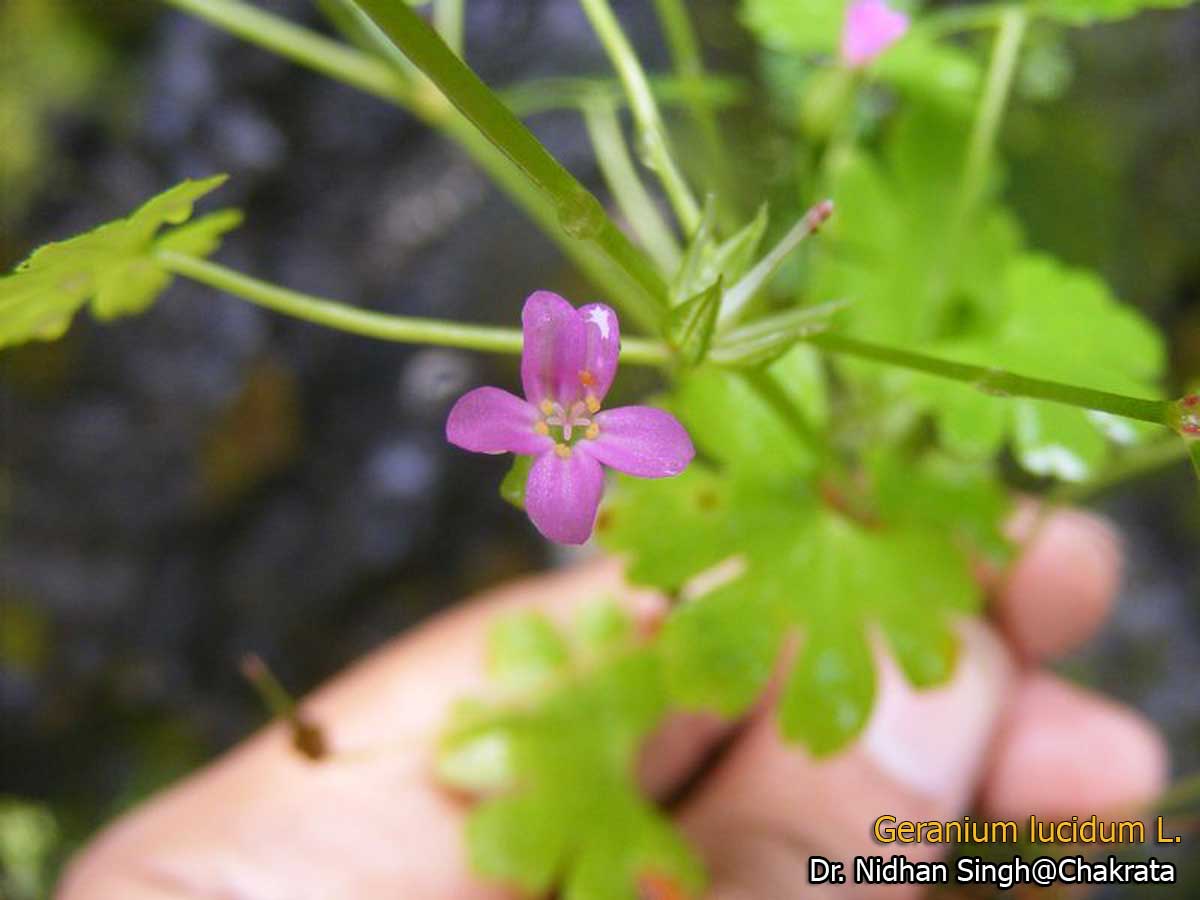 Medicinal Plants: Geranium lucidum