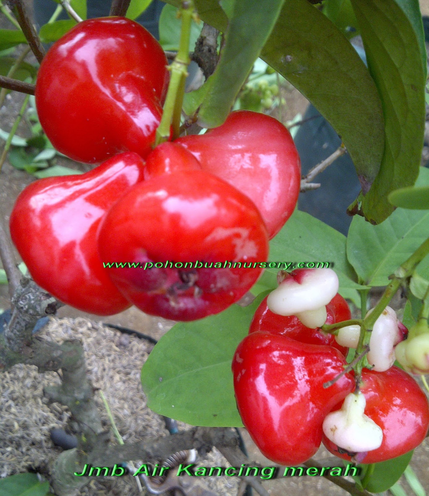 PBN: Jmb Air Kancing Merah