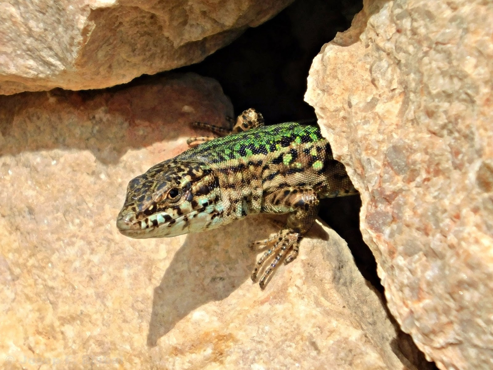 (Paleo-)Herpetología: Podarcis pityusensis - Lagartija de las Pitiusas