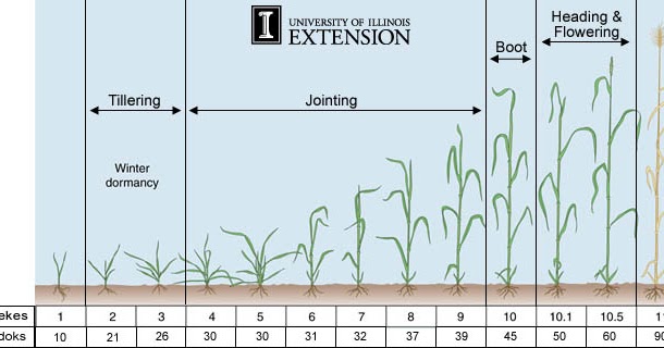 Field and Forage Crops, Nutrient Management: Wheat growth stages