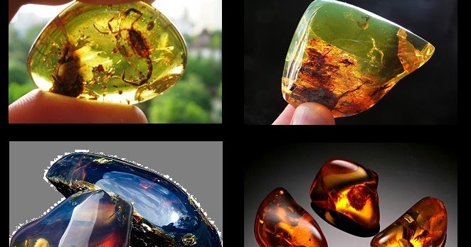 Pictures: Types of Amber