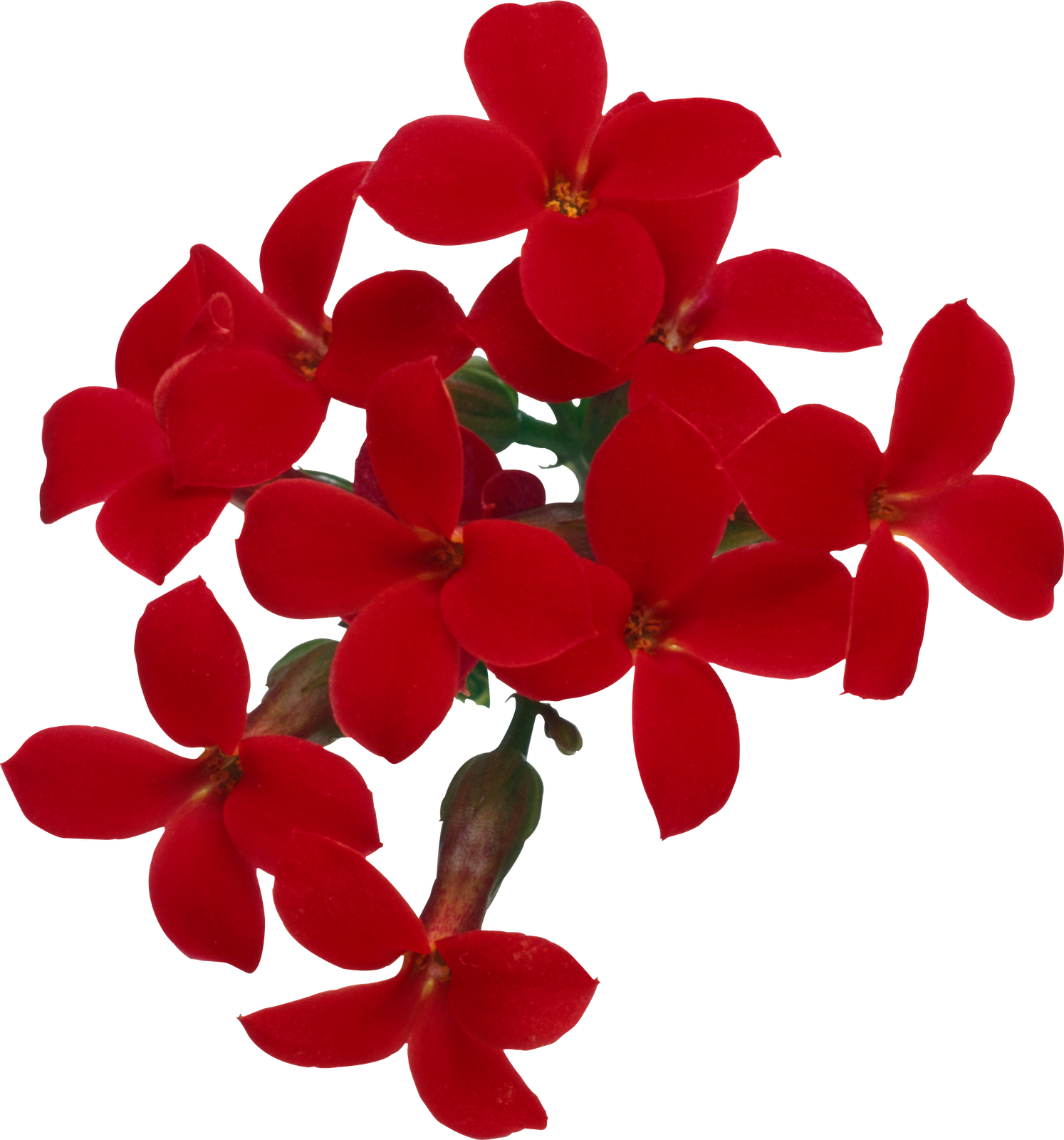 Flores para png - Imagui