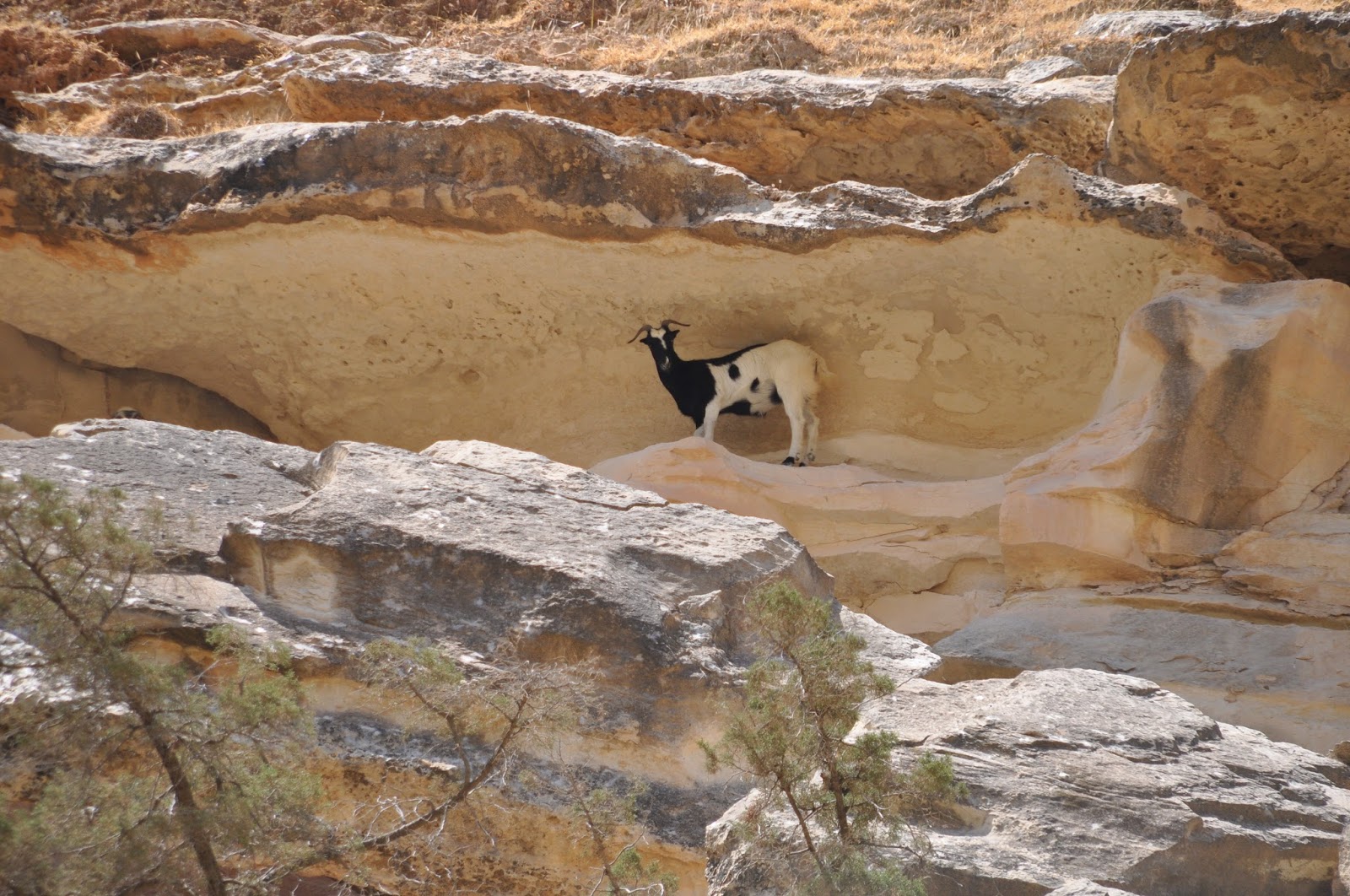 Akamas Peninsula - saving the jewel of Cyprus