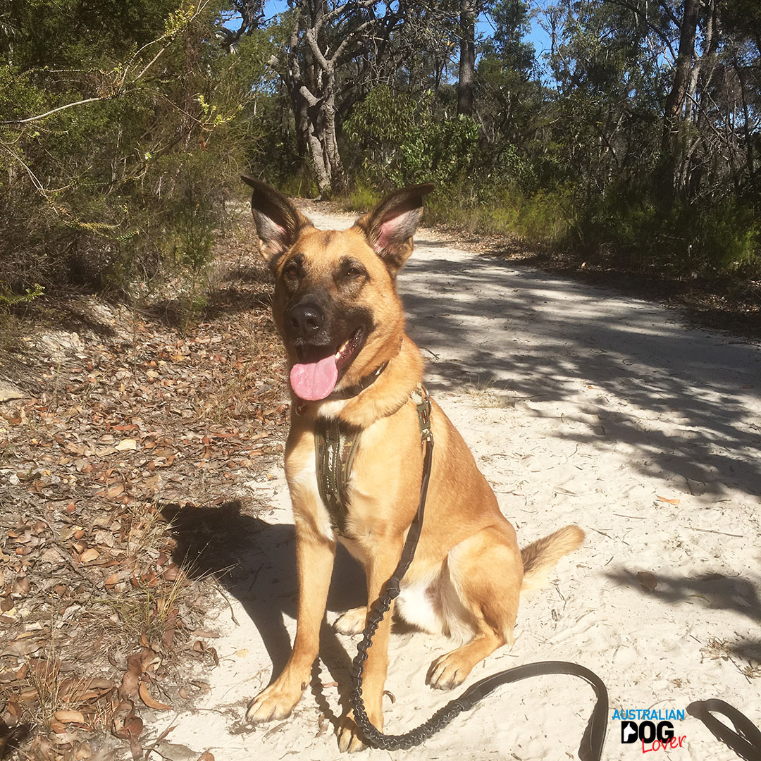 Guide Dogs Australia launches PAWGUST - August 2018 | Australian Dog Lover