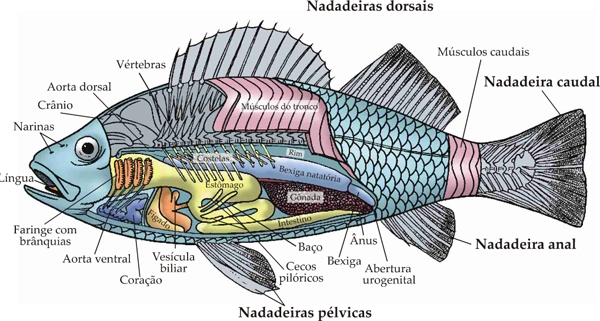 Bexiga natatória de peixes: precursora do pulmão humano? ~ Criacionismo