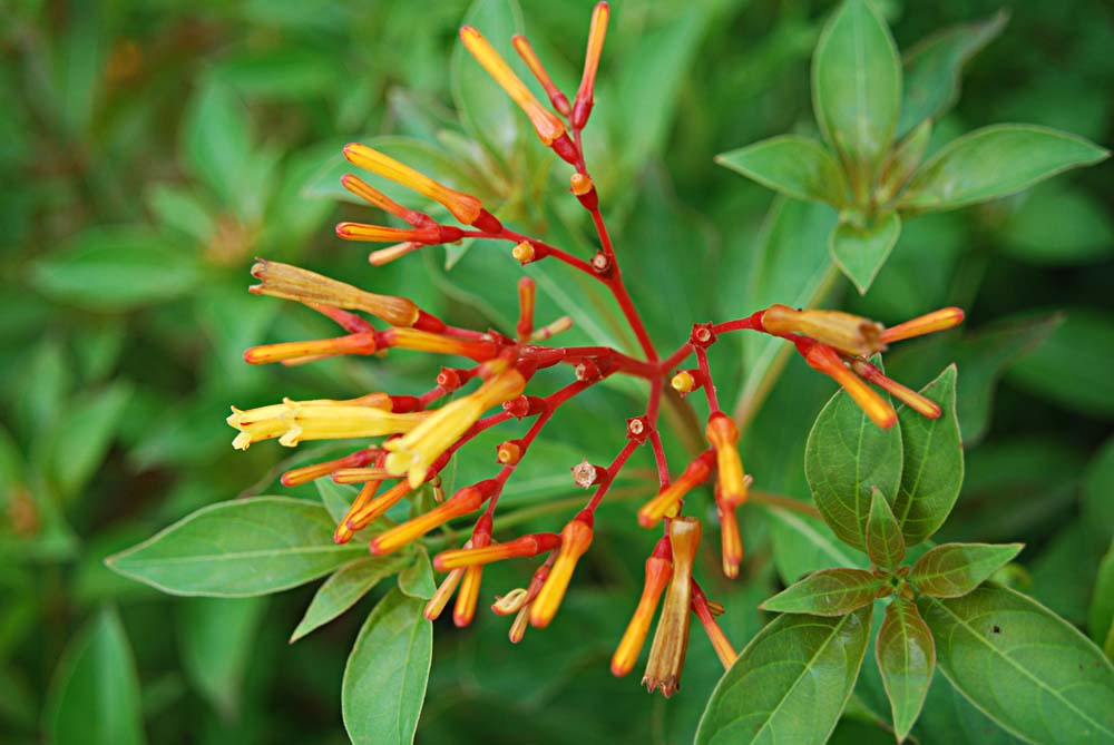 Space Coast Wildflowers: Enchanted Forest, July 17, 2011