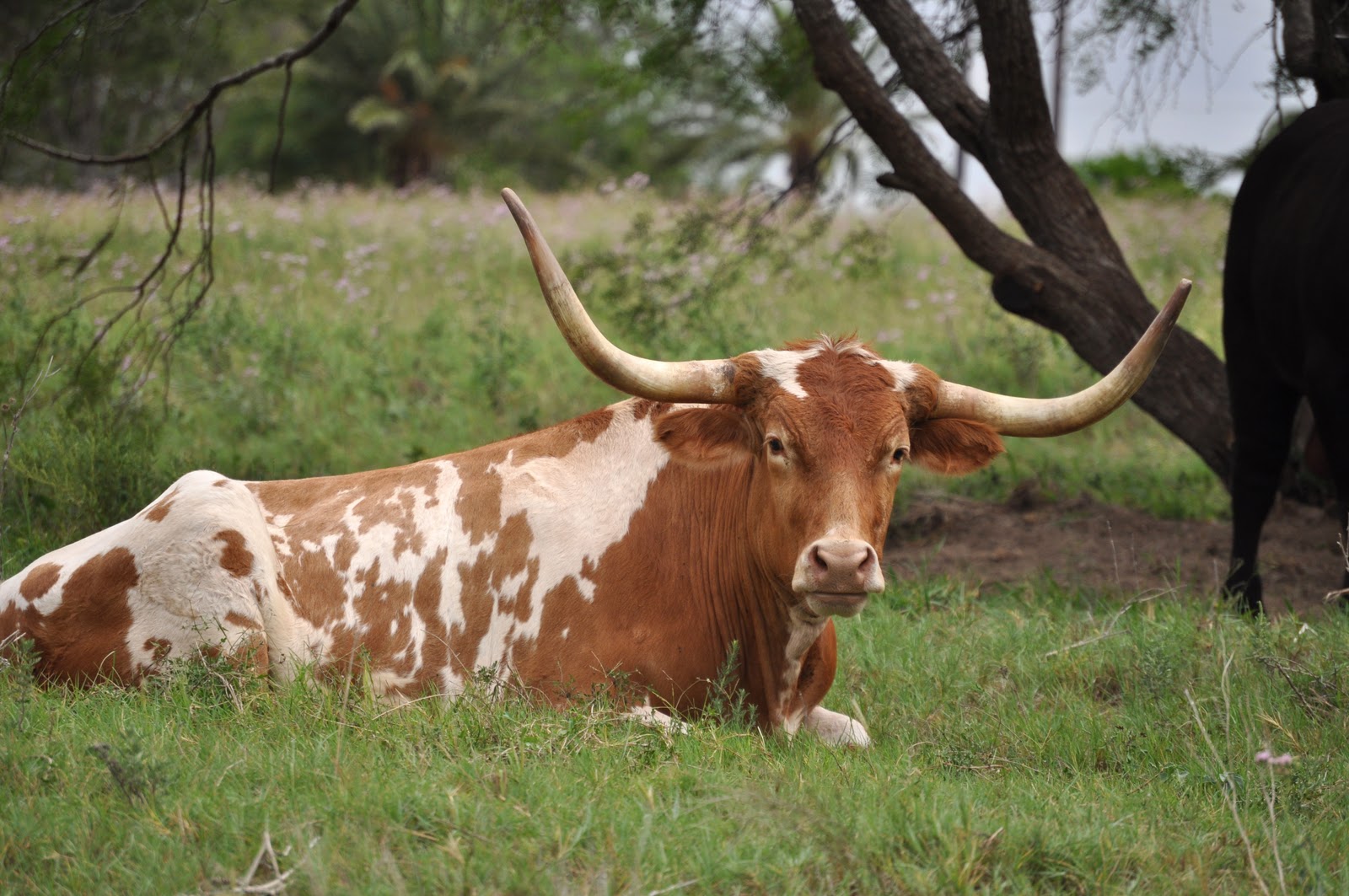 Wranglers and Ribbons: A Few Things I love about Texas