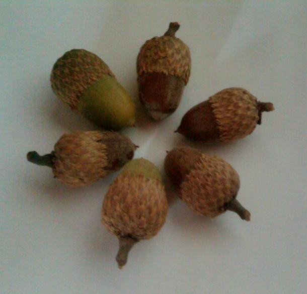 Oak Watch: New favorite acorn
