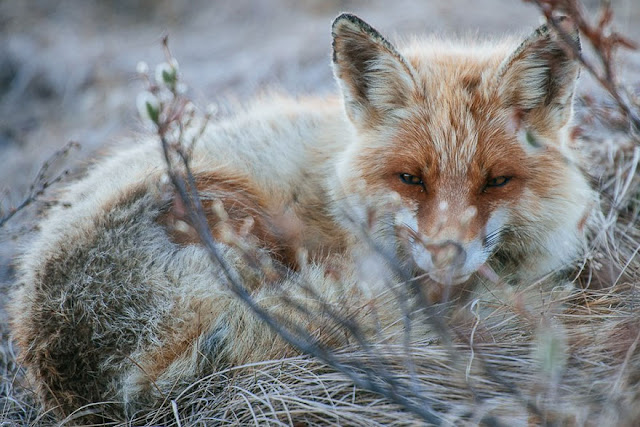 White Wolf : A Russian worker takes stunning photos of foxes in a ...