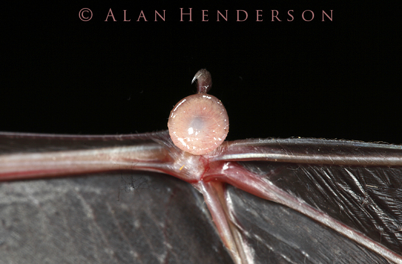 Minibeast Wildlife - Rainforest Encounters: Costa Rica - A mixed bag