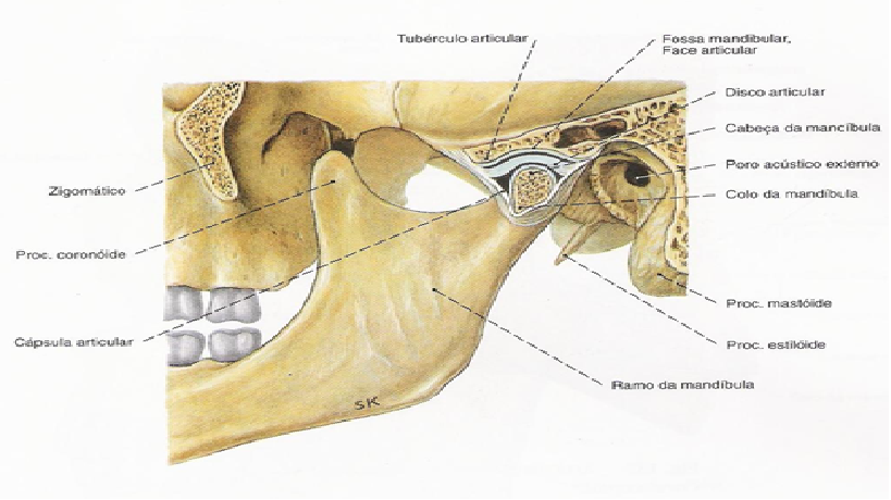 Fisio na Boa: ARTICULAÇÃO DO ESQUELETO AXIAL