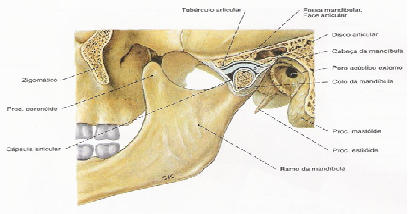 Fisio na Boa: ARTICULAÇÃO DO ESQUELETO AXIAL