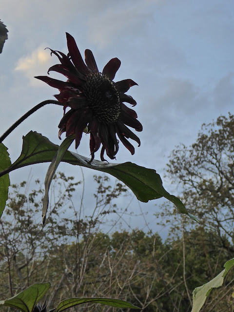 Grand Tour - Perch Hill