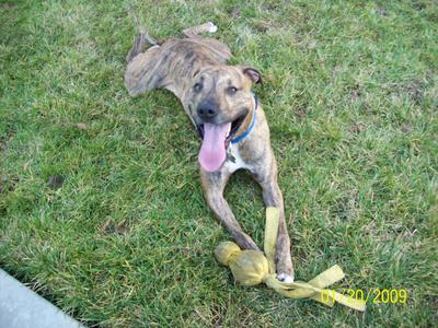 Pit Bull Frogs: Pit Bull Frog Photos