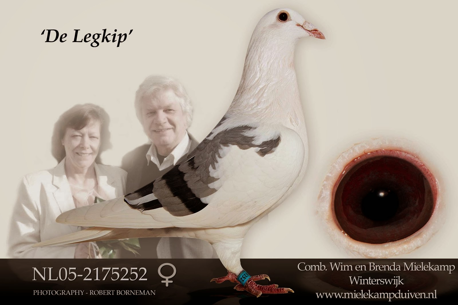 nieripigeons-Holanda racing pigeons: Holland present : Meulemans de ...