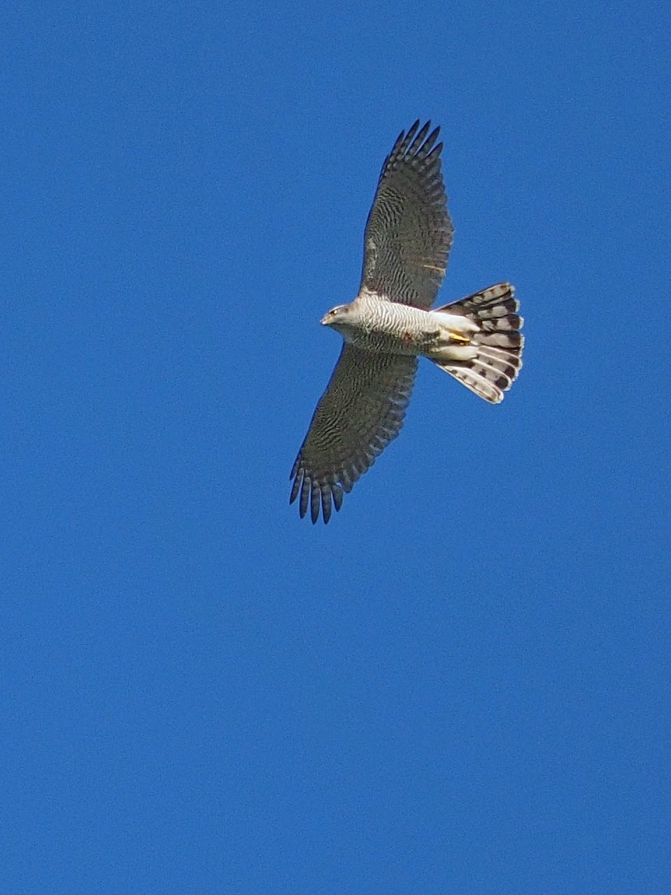 Goshawk notes: Four days,one unforgettable Goshawk sighting