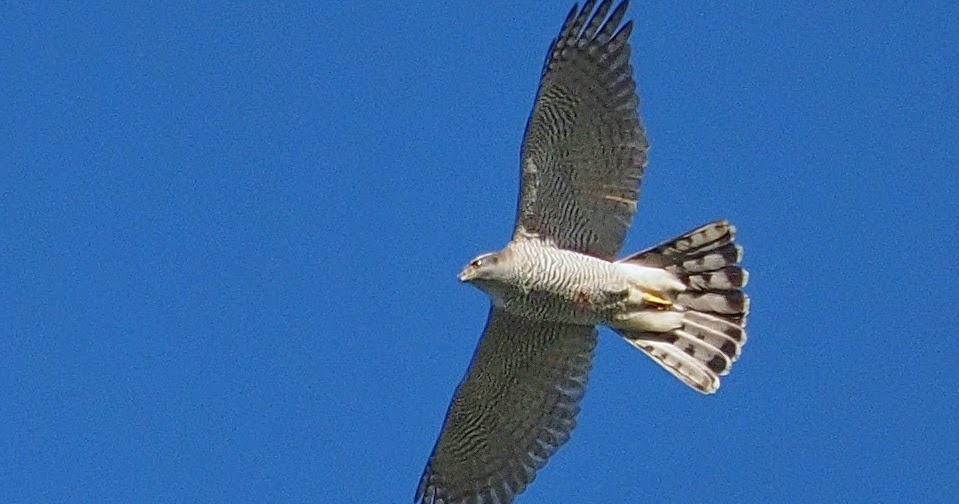Goshawk notes: Four days,one unforgettable Goshawk sighting