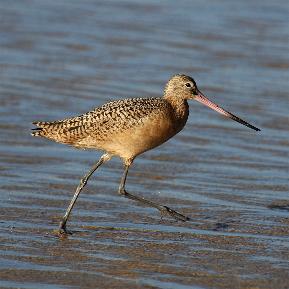 Variety of Life: Limosa
