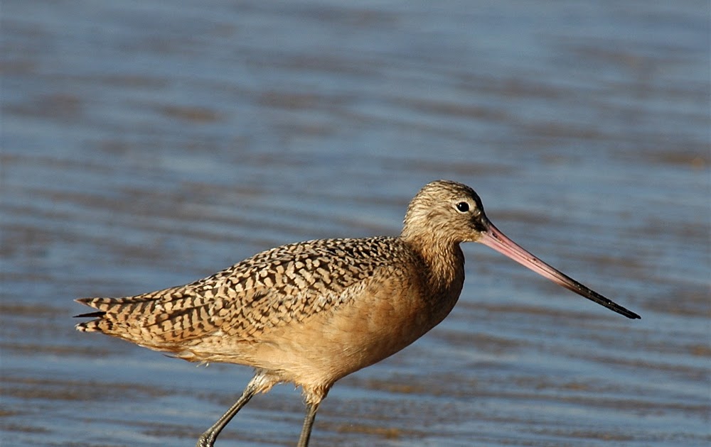 Variety of Life: Limosa