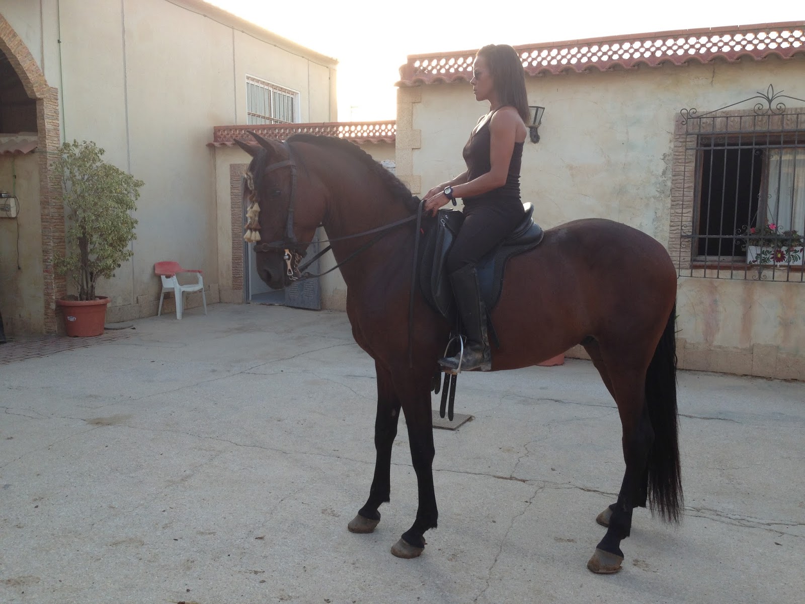 Caballos en Campo Real: Nuevos caballos en venta