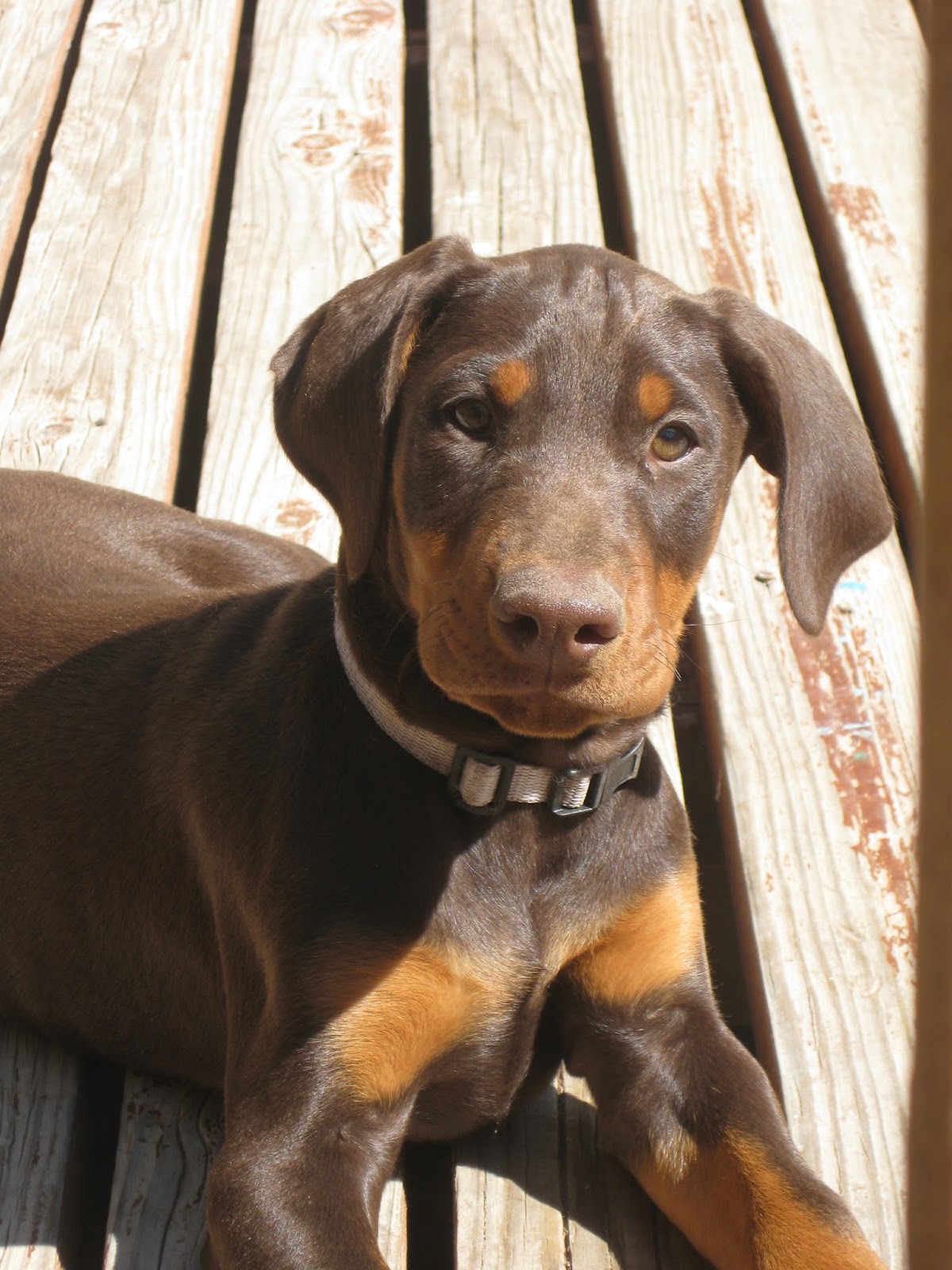 Dobermans in a Family Setting: August 2015