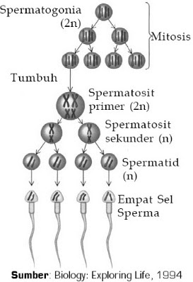 Proses Spermatogenesis dan Oogenesis