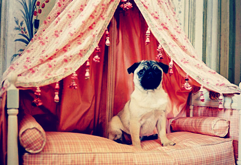 Marie Antoinette's: Pups of the Past: Dogs at Versailles